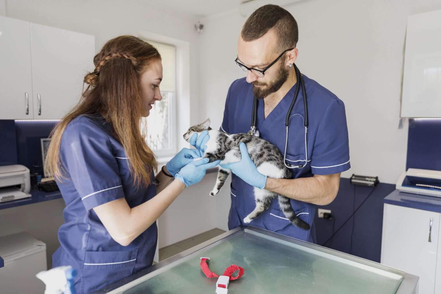 Vet Assistants vs. Vet Techs: Key Differences Explained - FlexVet Staffing